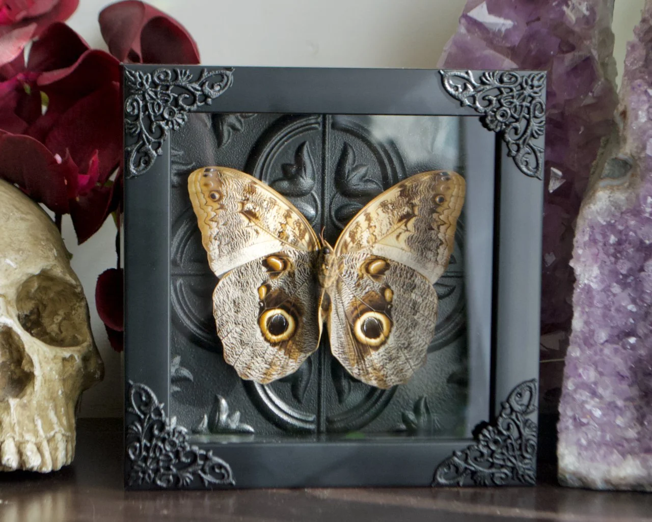 Insect Frames — The Butterfly Babe