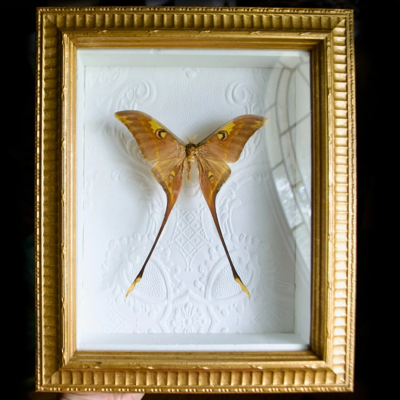 Insect Frames — The Butterfly Babe