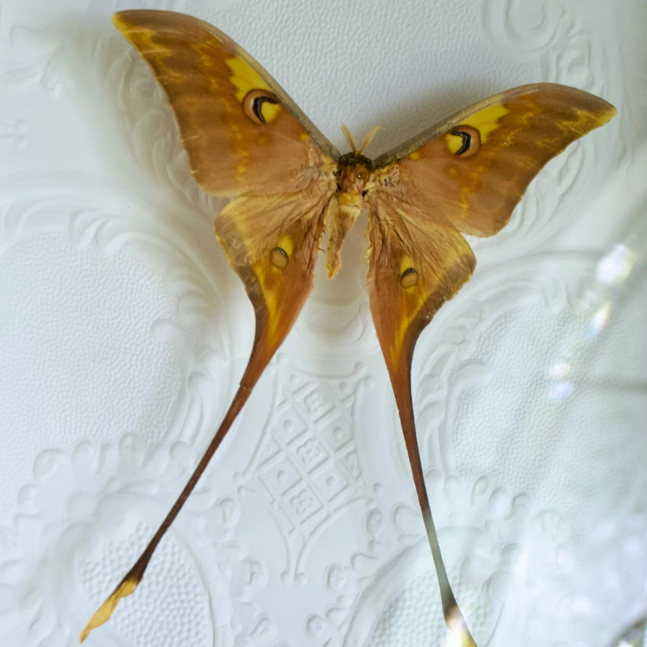 Insect Frames — The Butterfly Babe