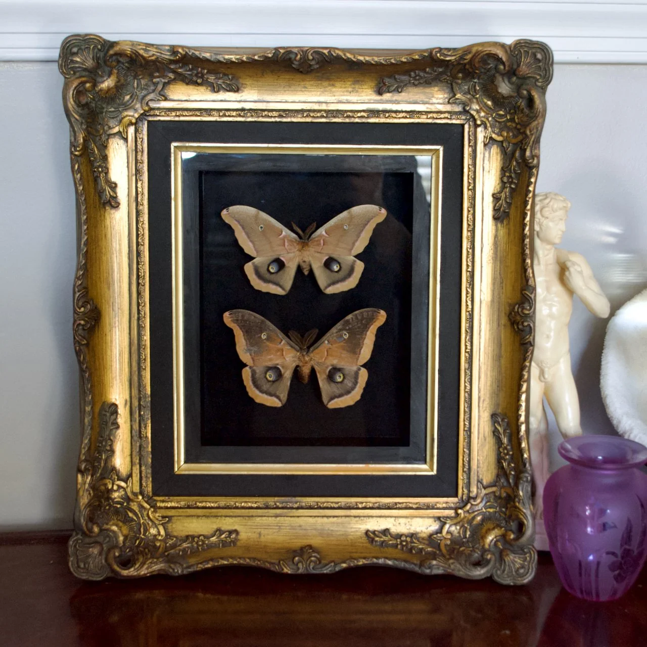 Insect Frames — The Butterfly Babe