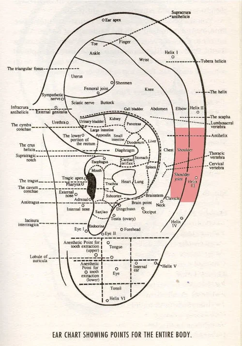 Ear Seeds — Integrate Wellness