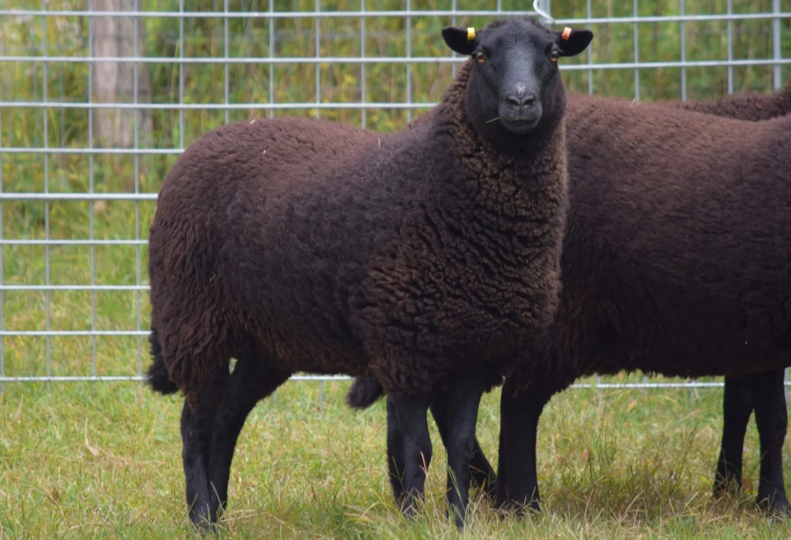 Sheep and Breeding Stock — Black Sheep Hill Farm