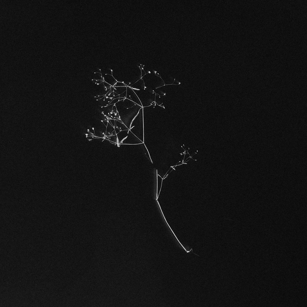 Elisa Moro — FLOAT