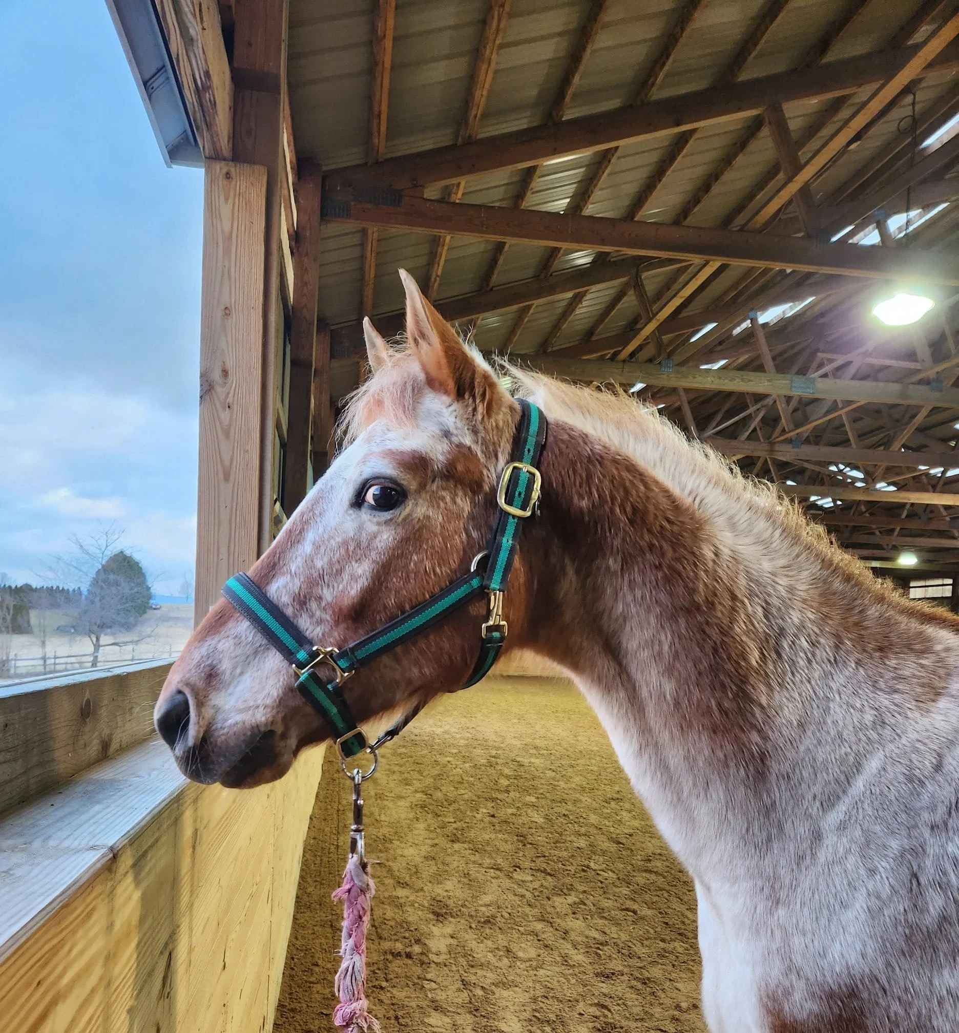 Our Horses — Equi-librium - Healing Through Horses