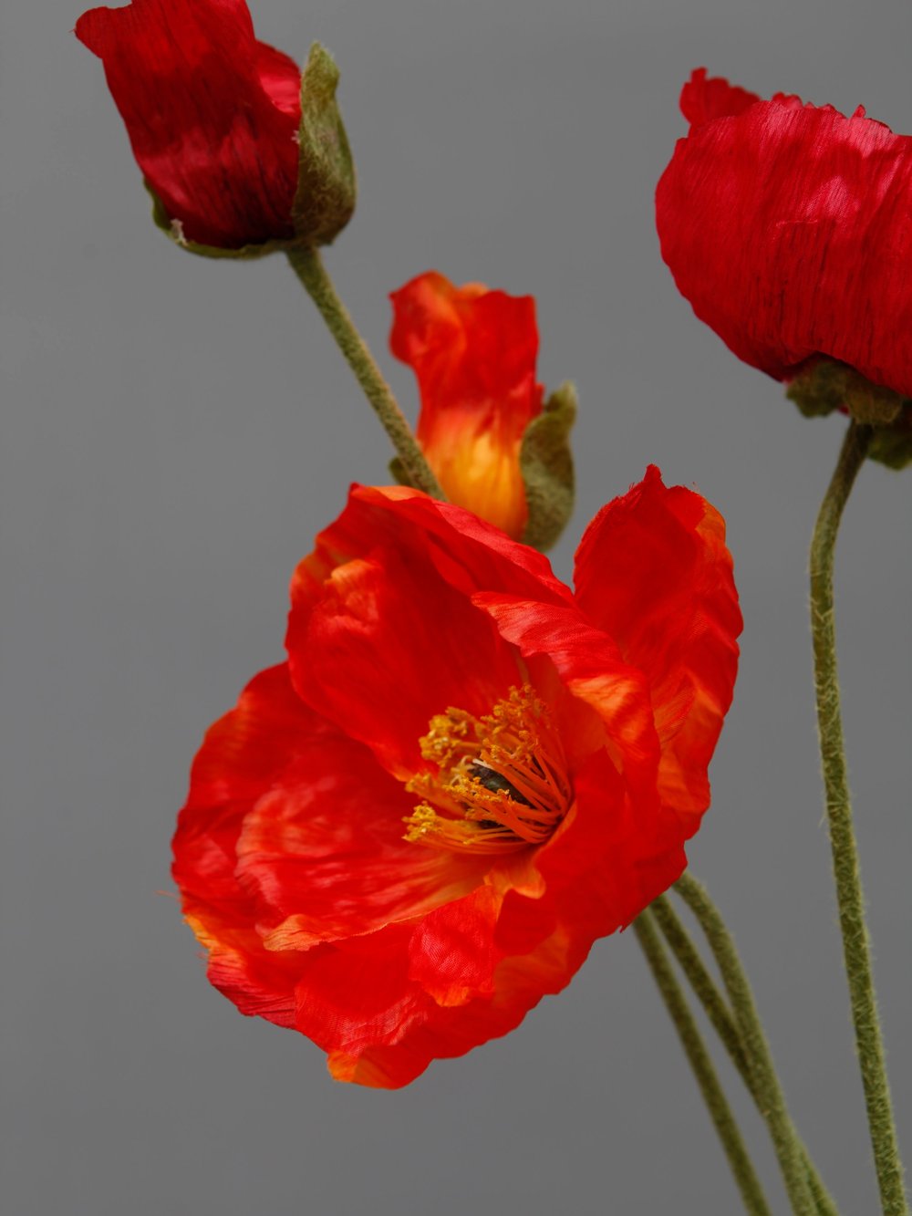 Red Opium Poppy