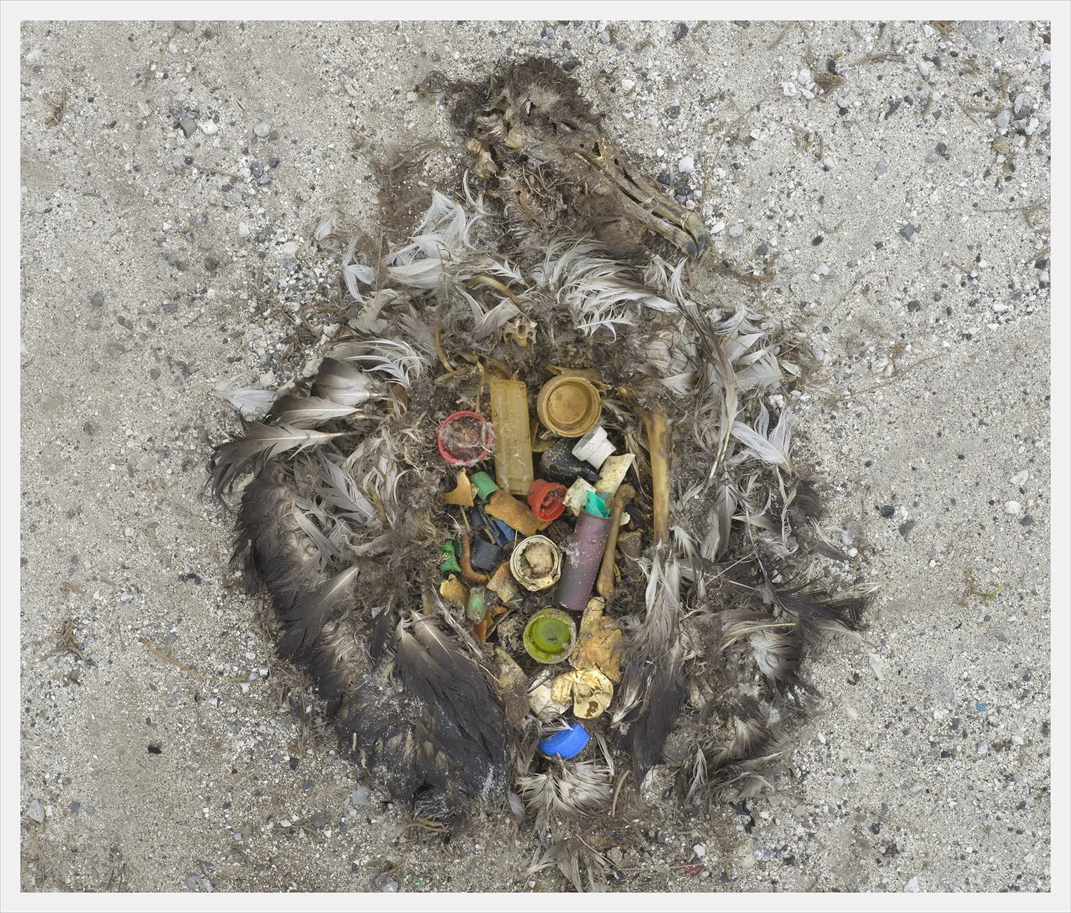 Chris Jordan - Stories Through the Lens — Jejune Magazine