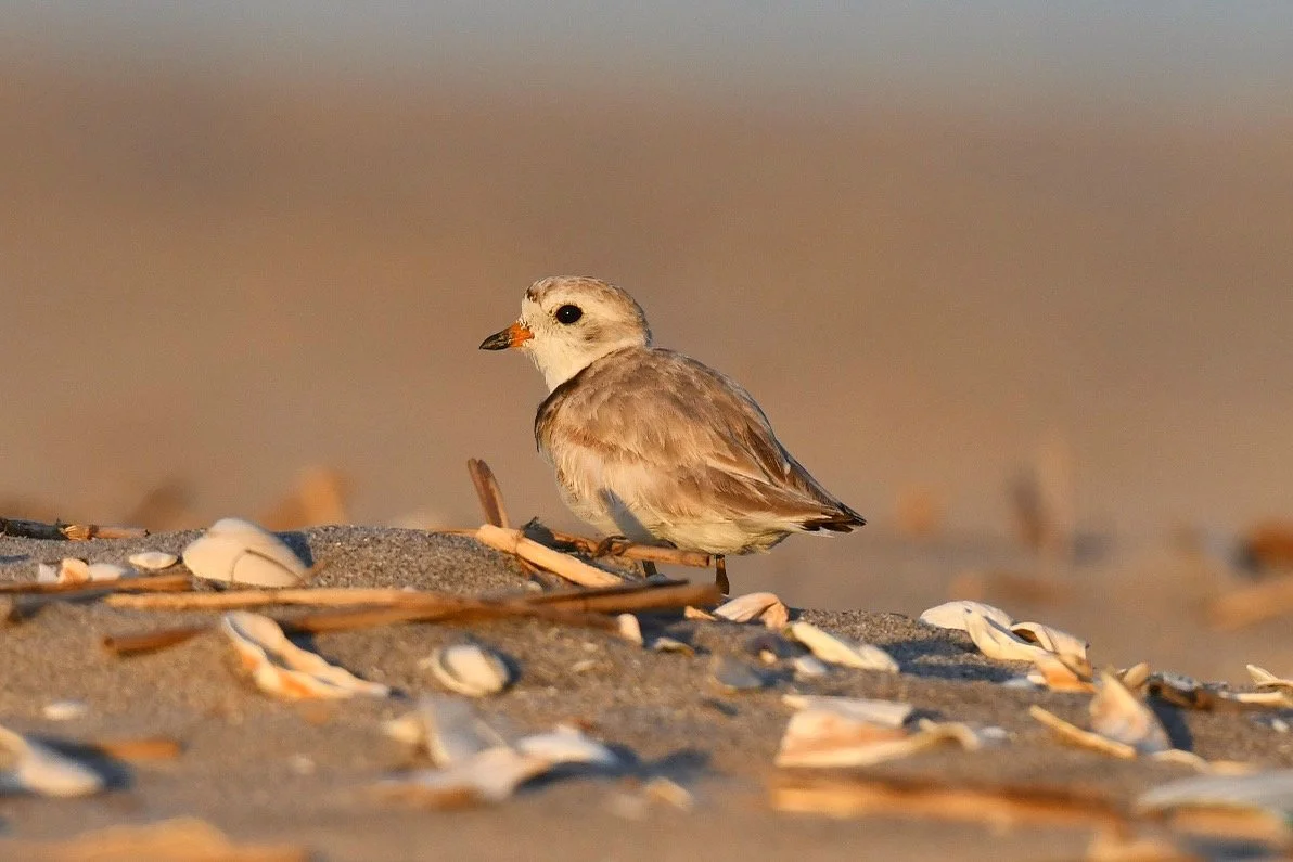 Bringing Awareness of Piping Plovers (The Ultimate Underdog) with NYC ...