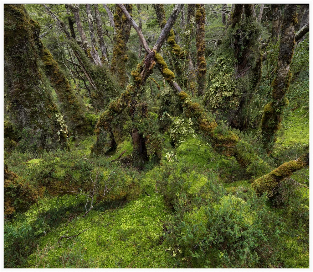Chris Jordan - Stories Through the Lens — Jejune Magazine
