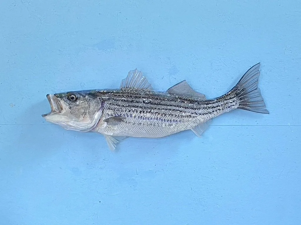 Thomas Deininger - Trash to Treasure — Jejune Magazine