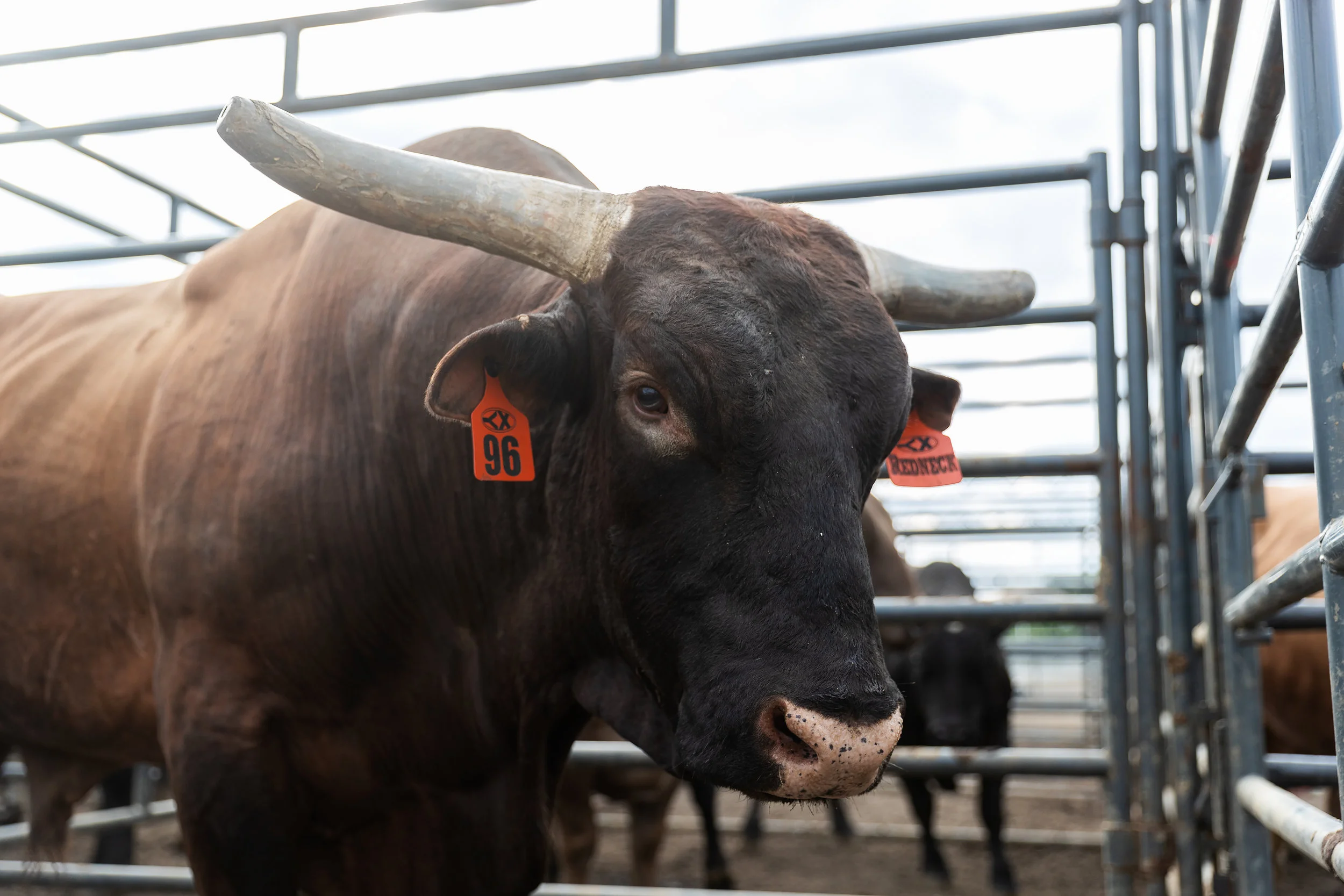 BiG Hat? Big Buckle? It's your Big Chance — Tuff Hedeman Bull Riding
