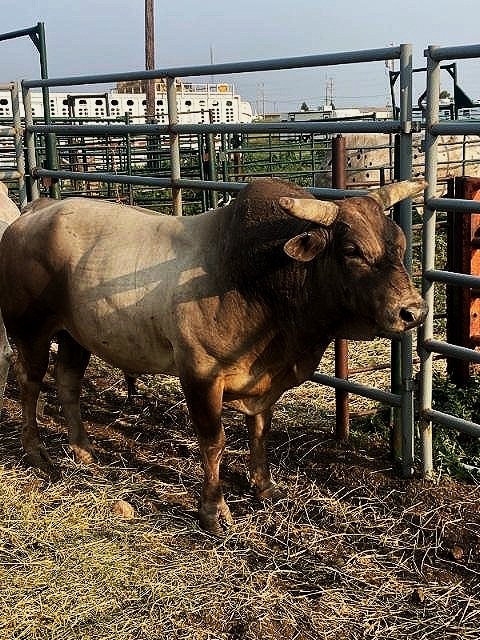 Tuff Hedeman Taps 727 Soldier Boy for 10K Bounty Bull in Huron — Tuff ...