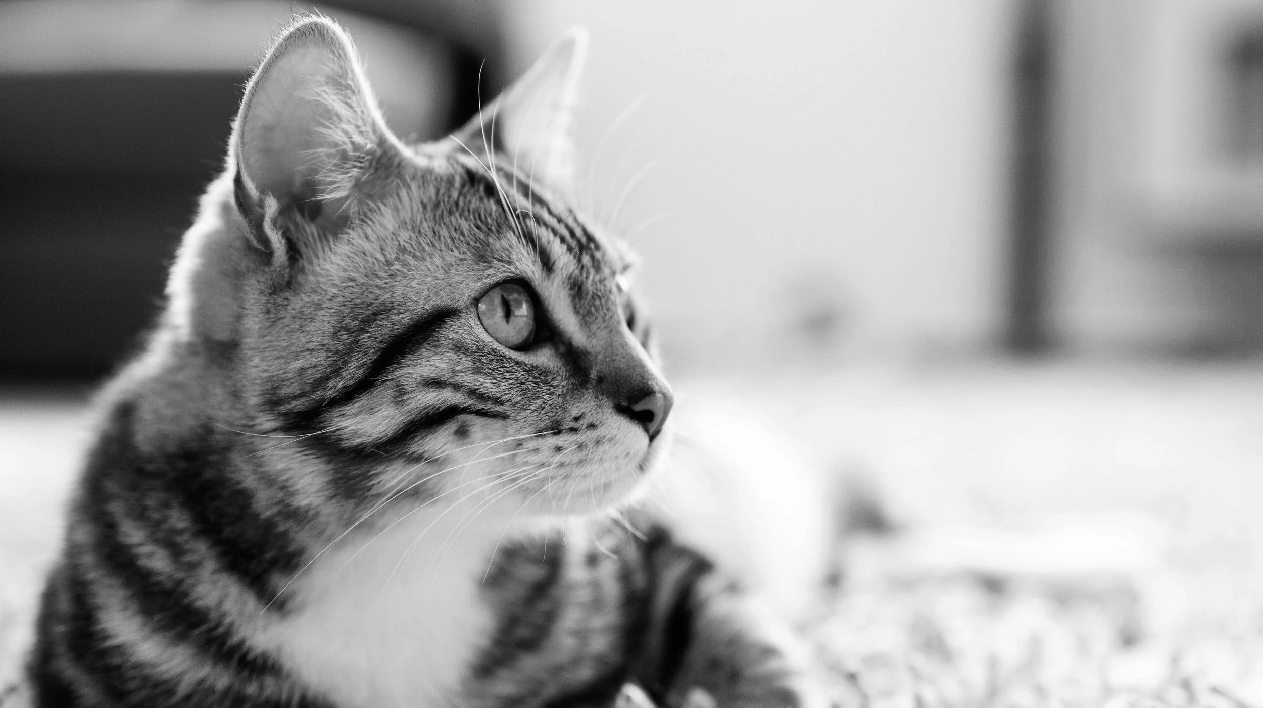 Hipster Cat Wallpaper Tumblr