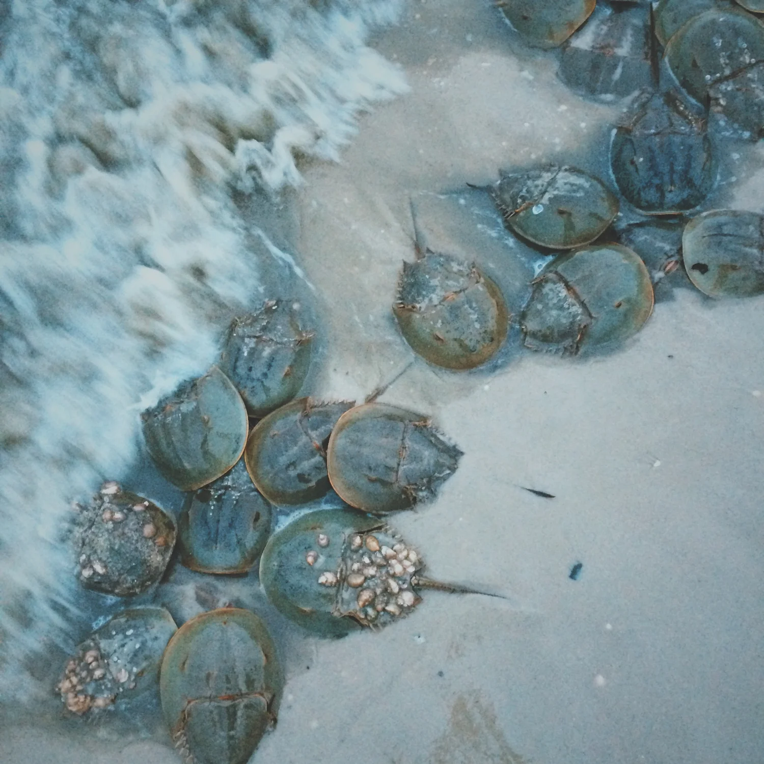 Delaware Bay Horseshoe Crab Survey