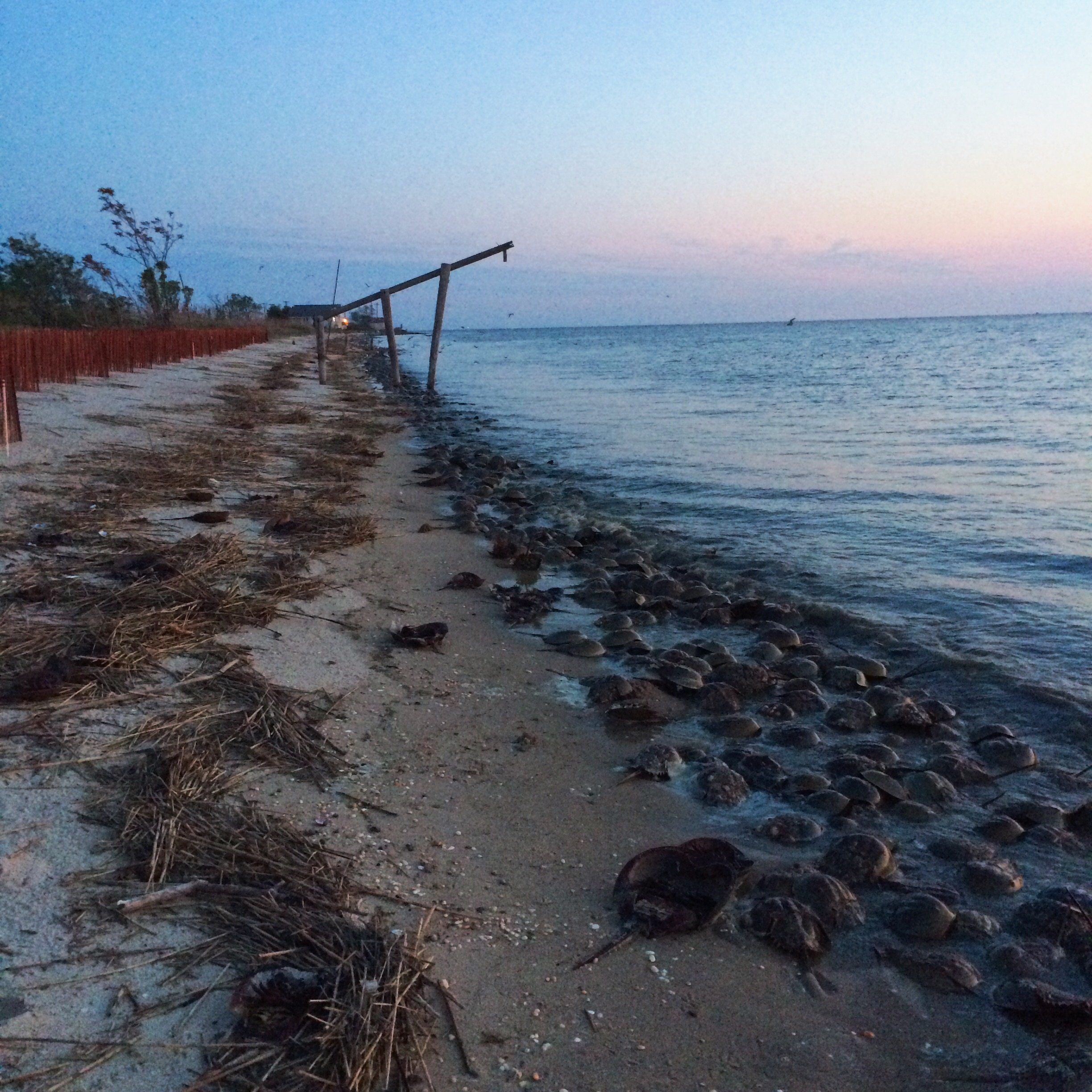 Delaware Bay Horseshoe Crab Survey