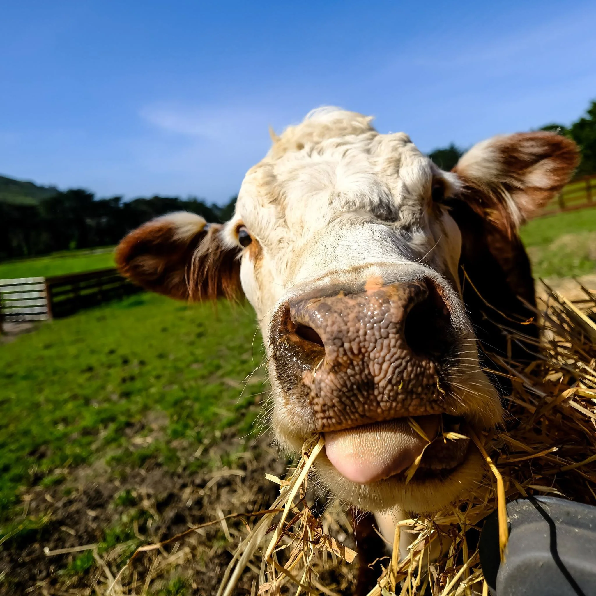 Animals — Sweet Farm