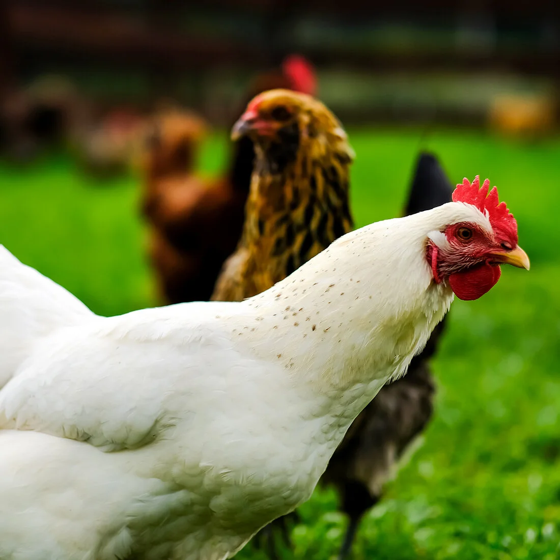 Animals — Sweet Farm