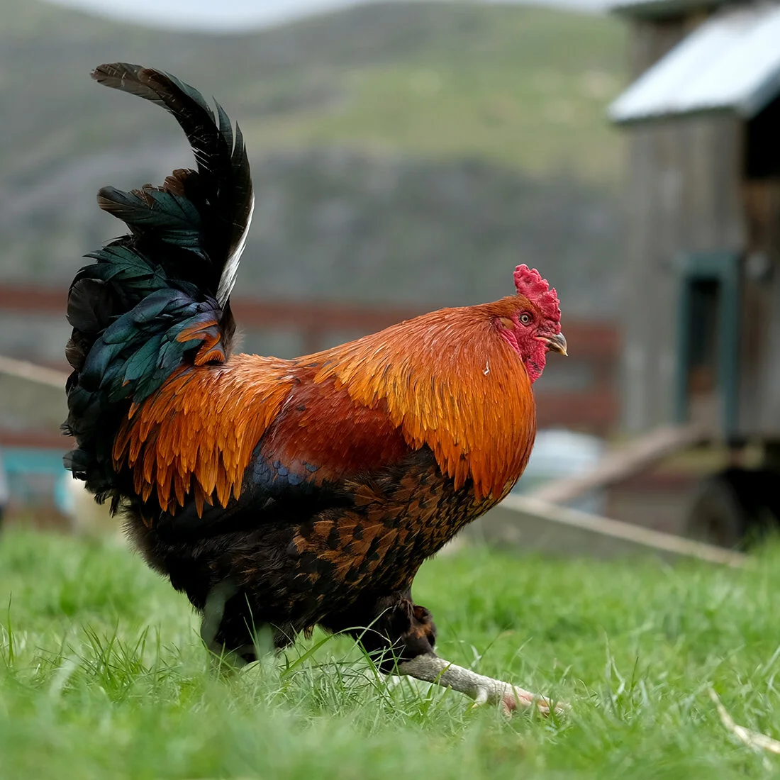 Animals — Sweet Farm