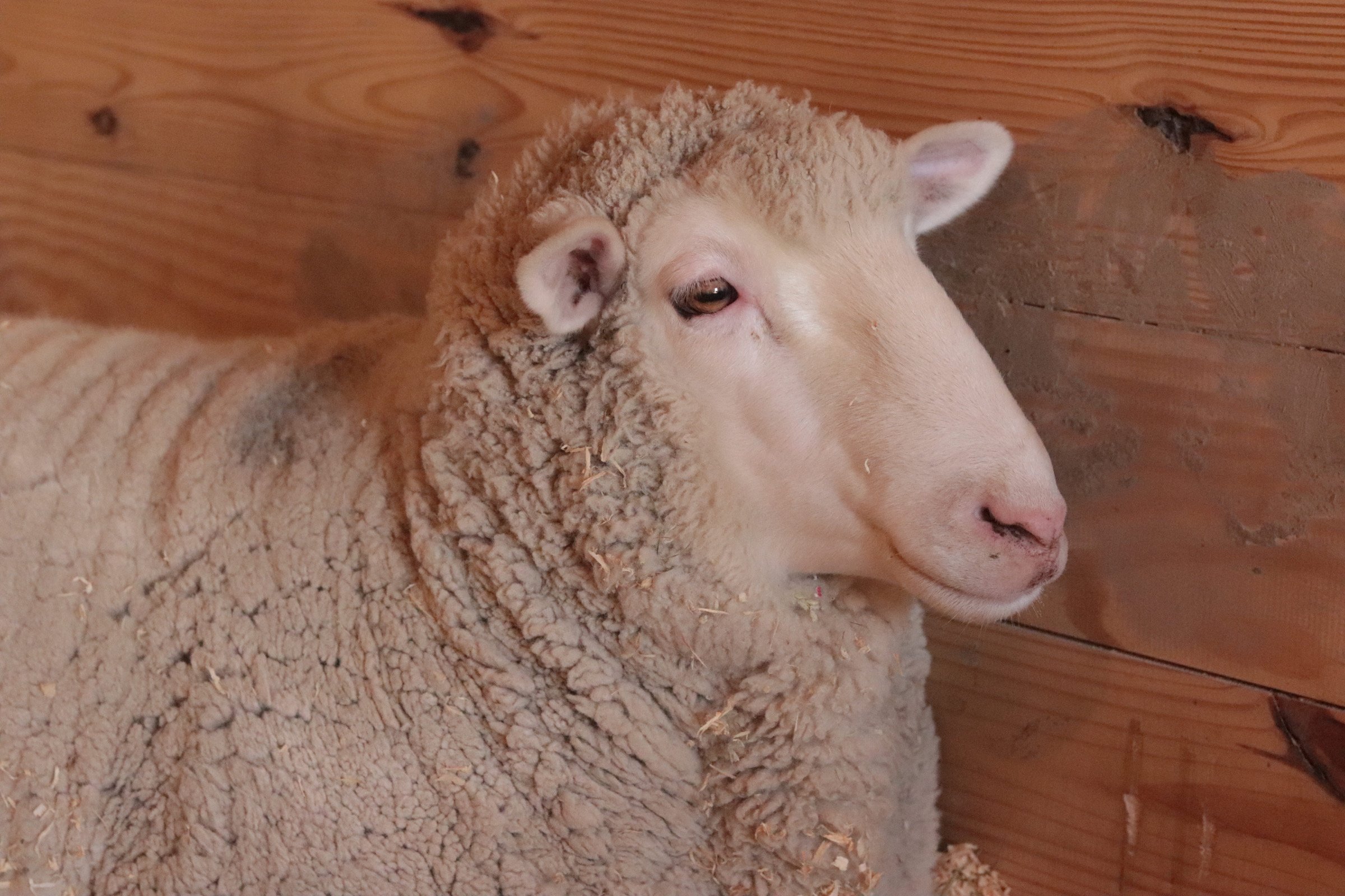 Animals — Sweet Farm