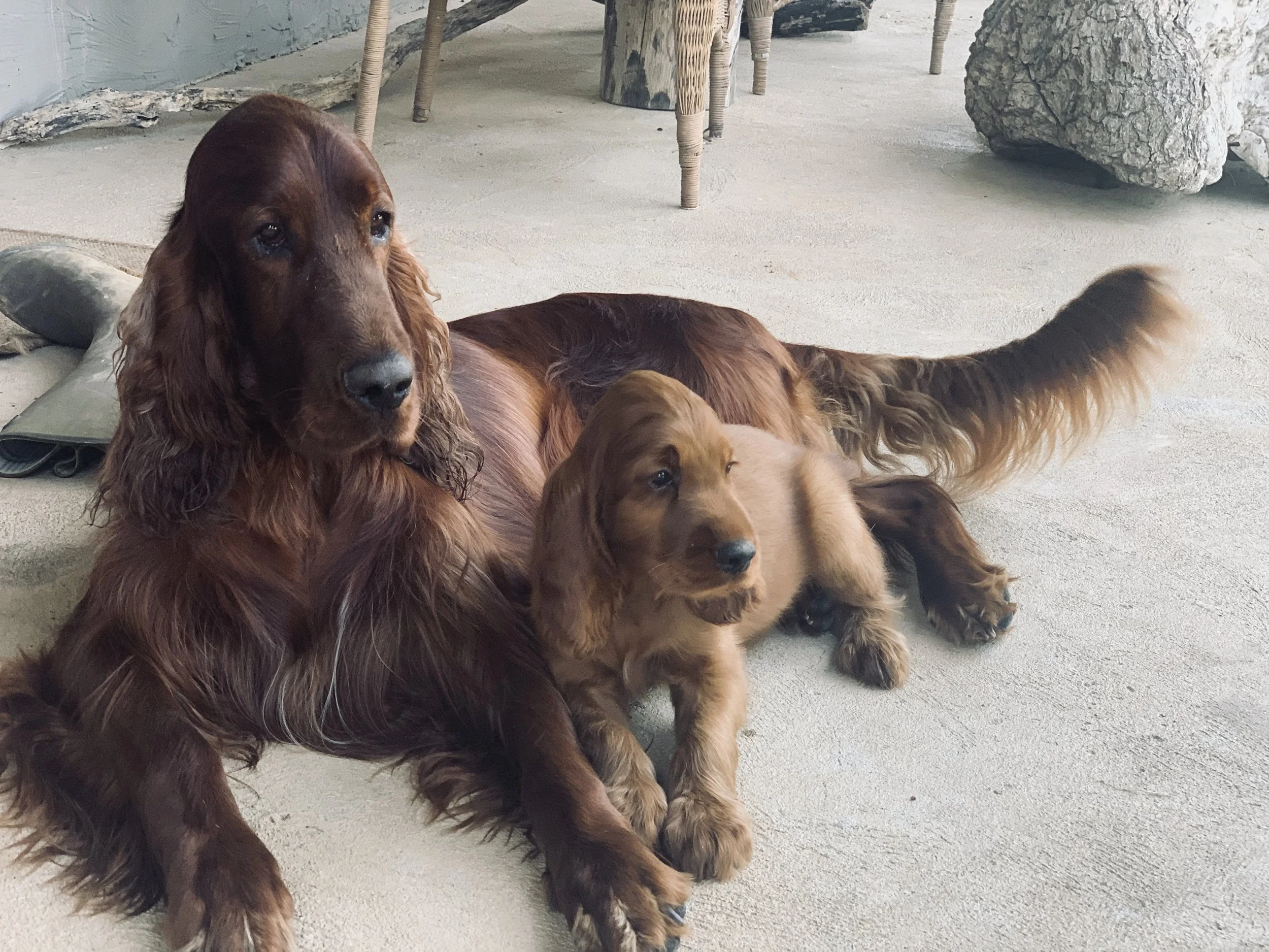 Red Irish Setter Rescue