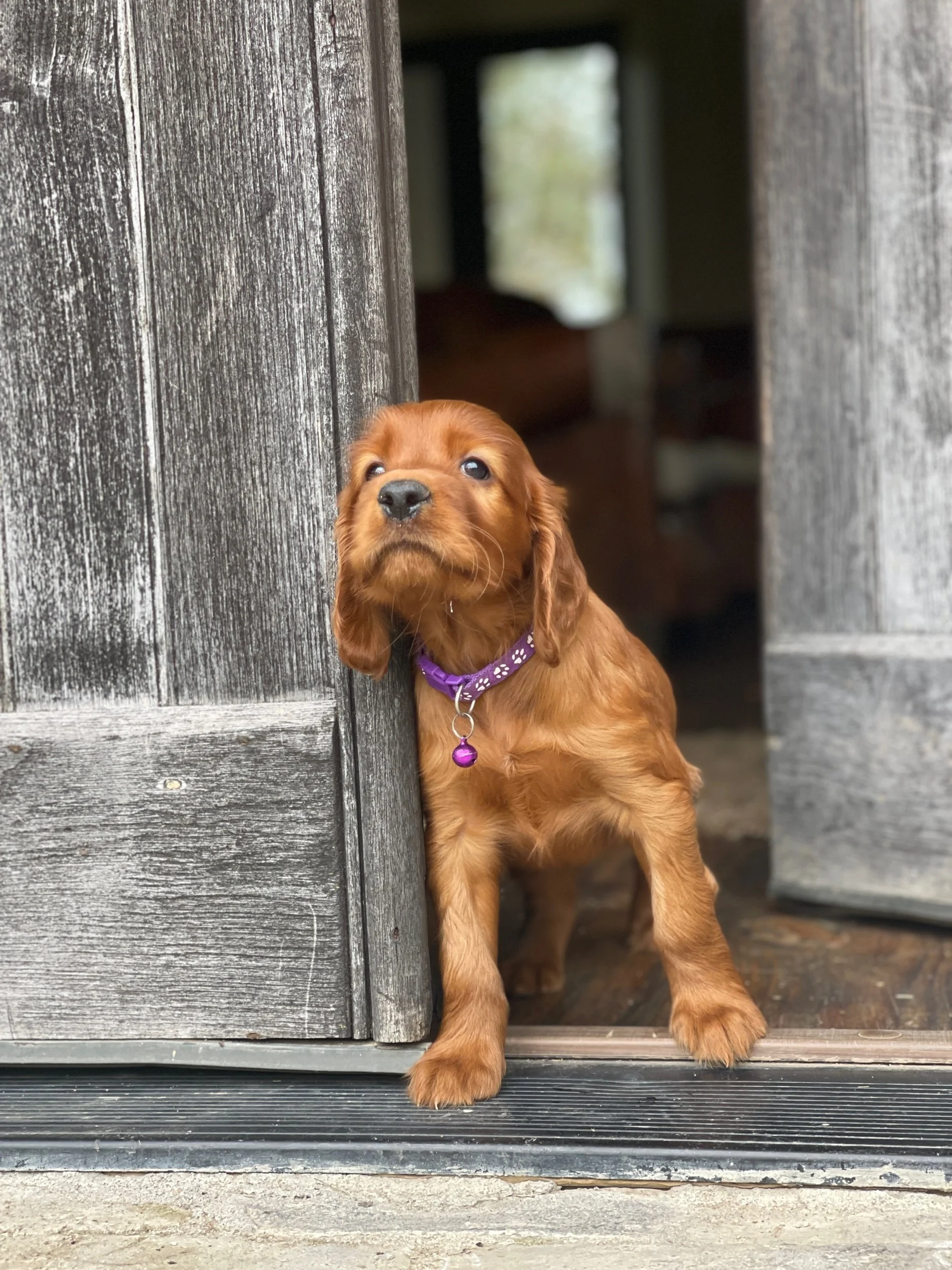 Puppies — Stoneshire Irish Setters