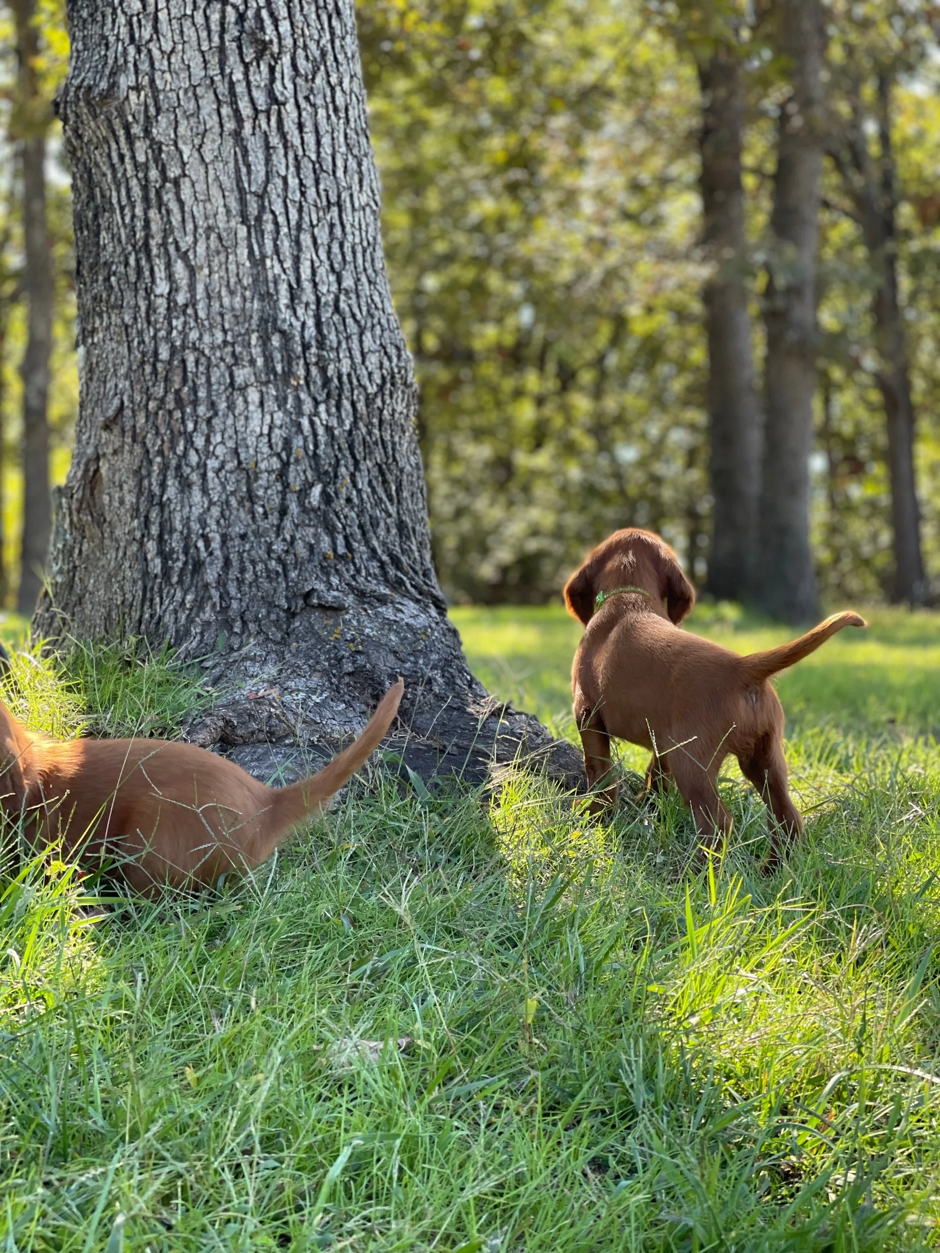 Puppies — Stoneshire Irish Setters
