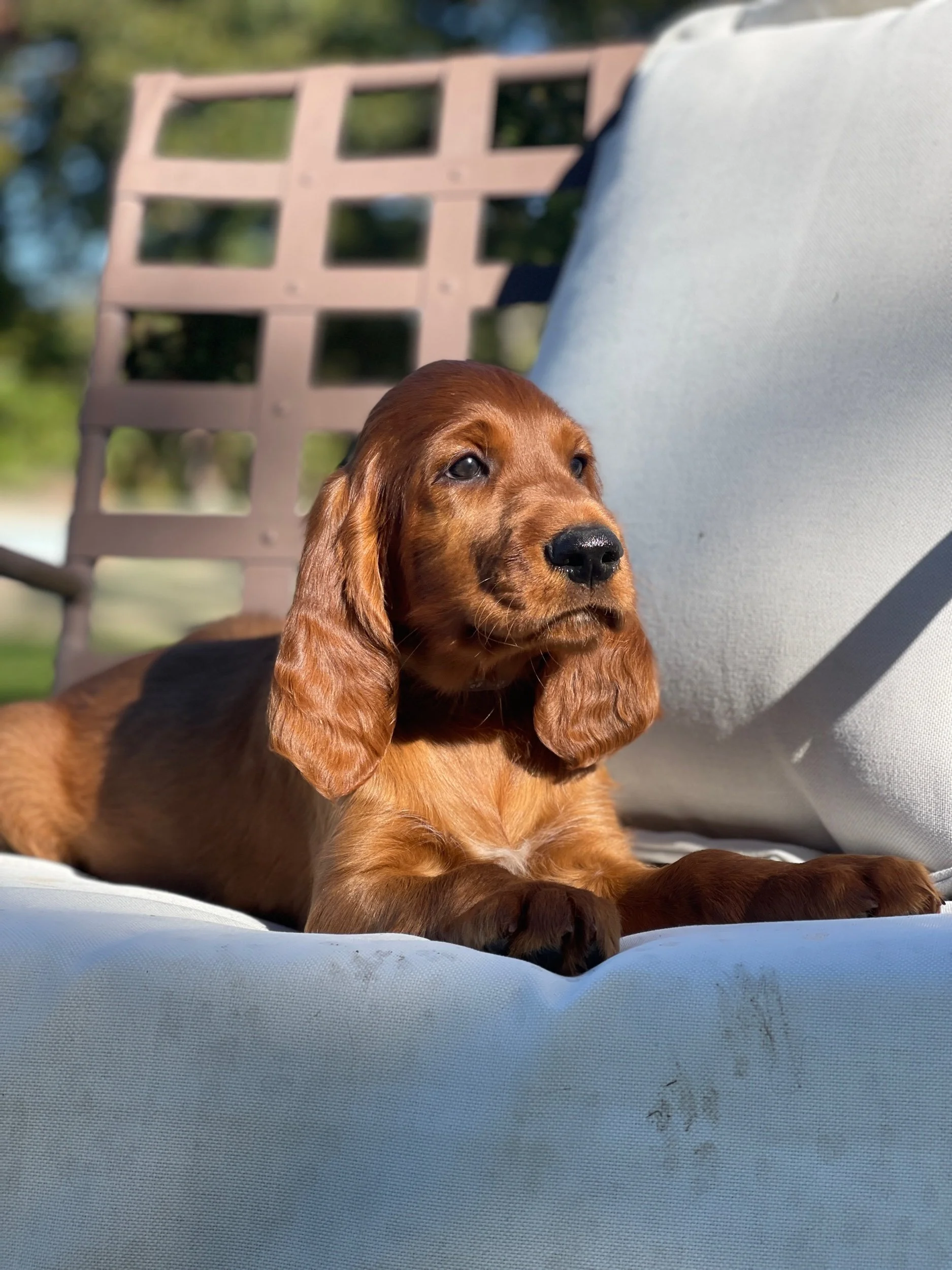 Puppies — Stoneshire Irish Setters