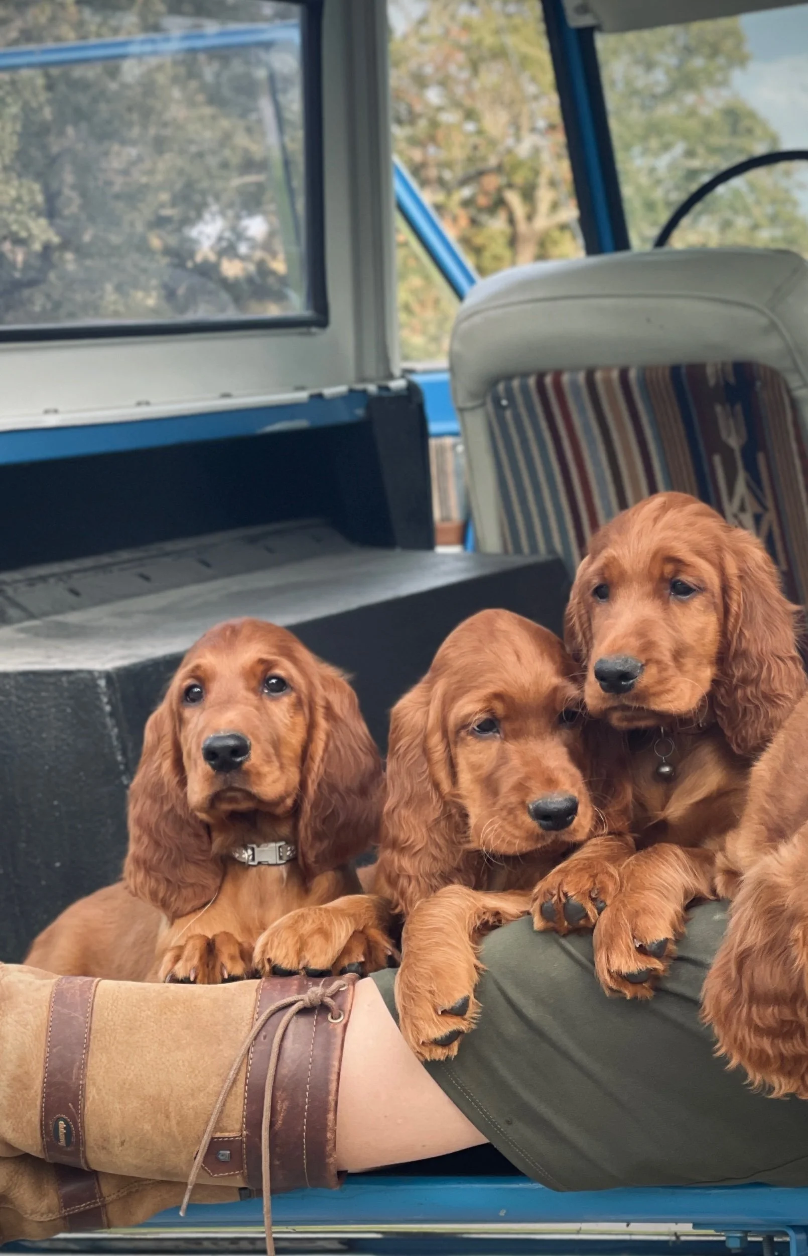 Puppies — Stoneshire Irish Setters