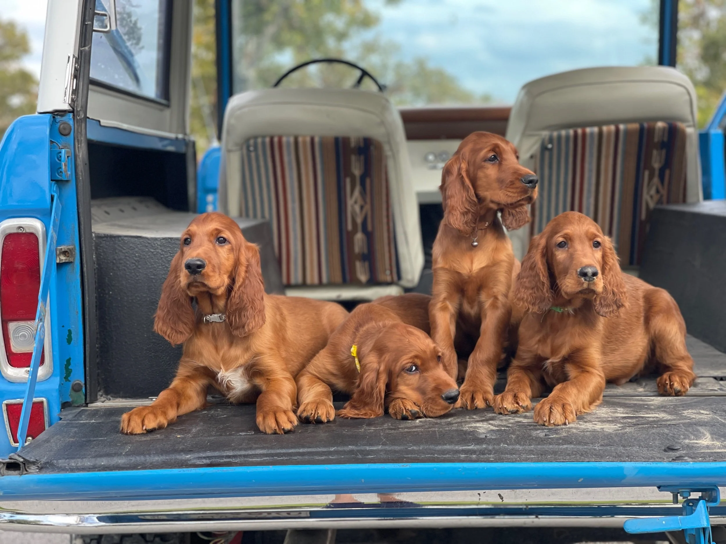 Puppies — Stoneshire Irish Setters