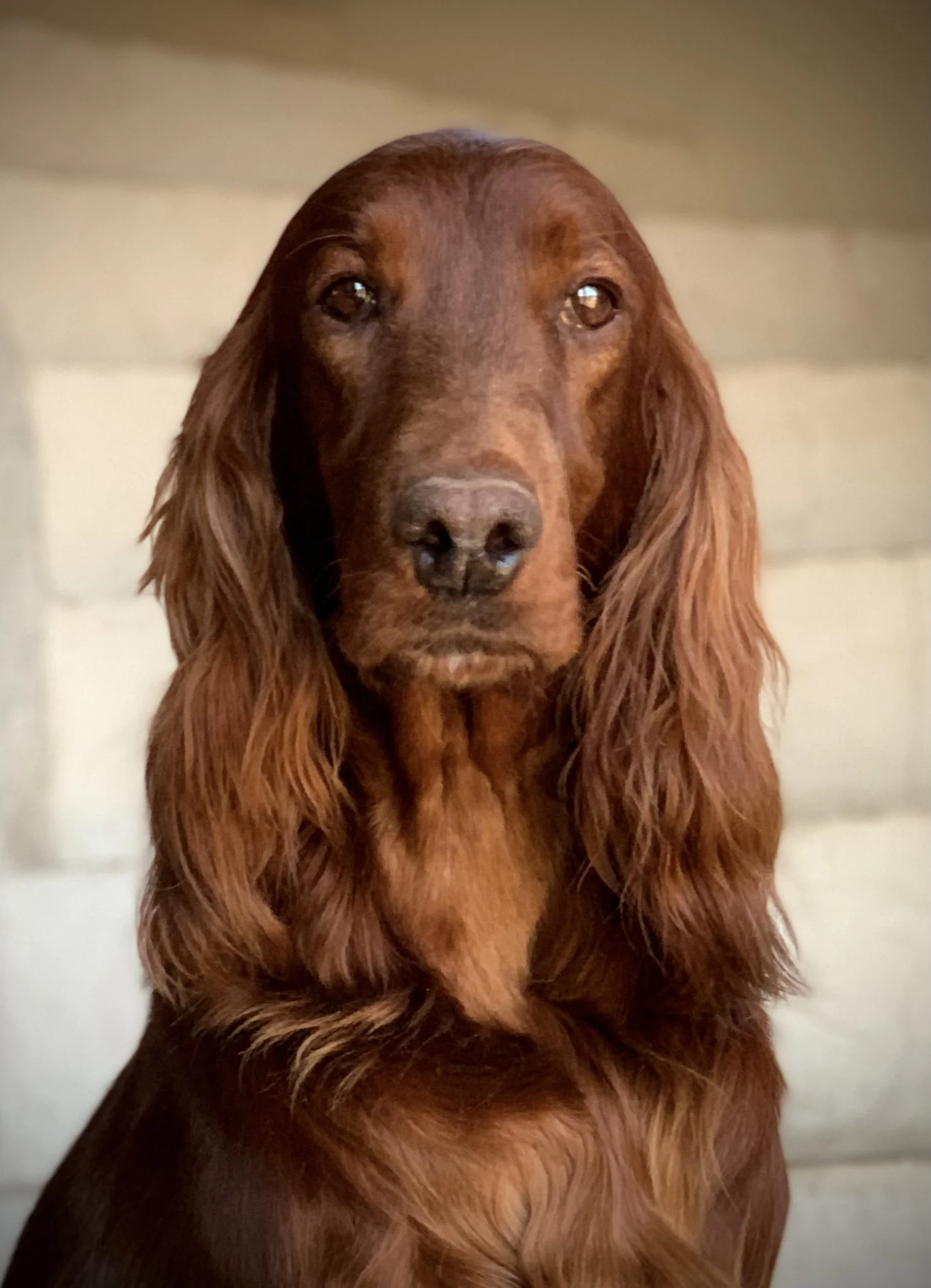 Puppies — Stoneshire Irish Setters
