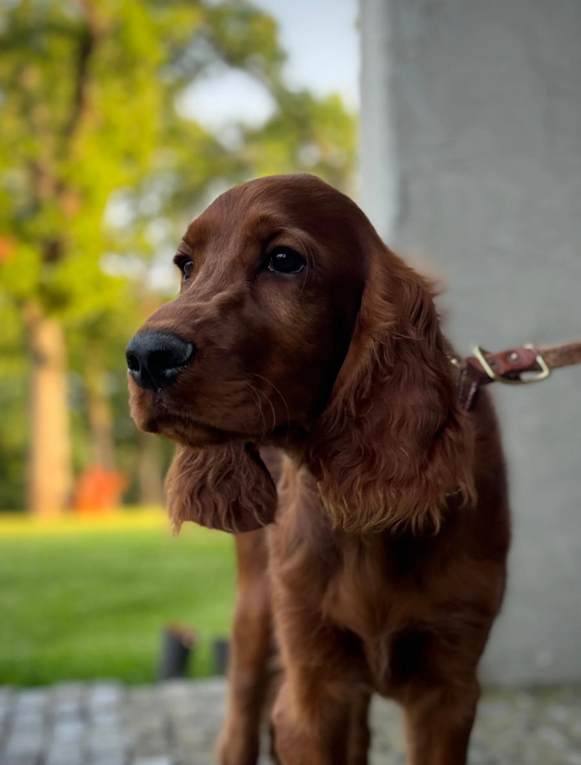 Puppies — Stoneshire Irish Setters