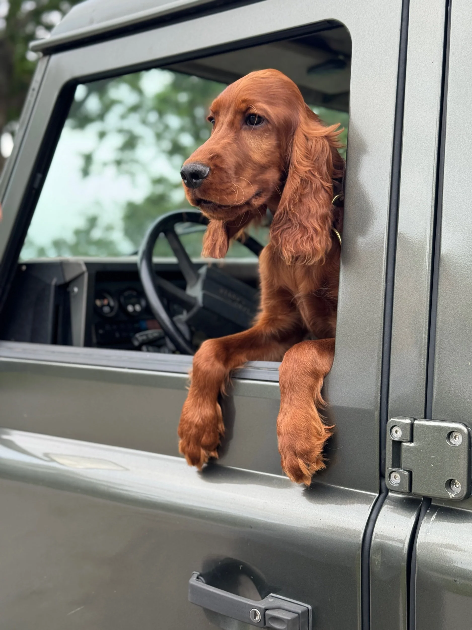 Puppies — Stoneshire Irish Setters