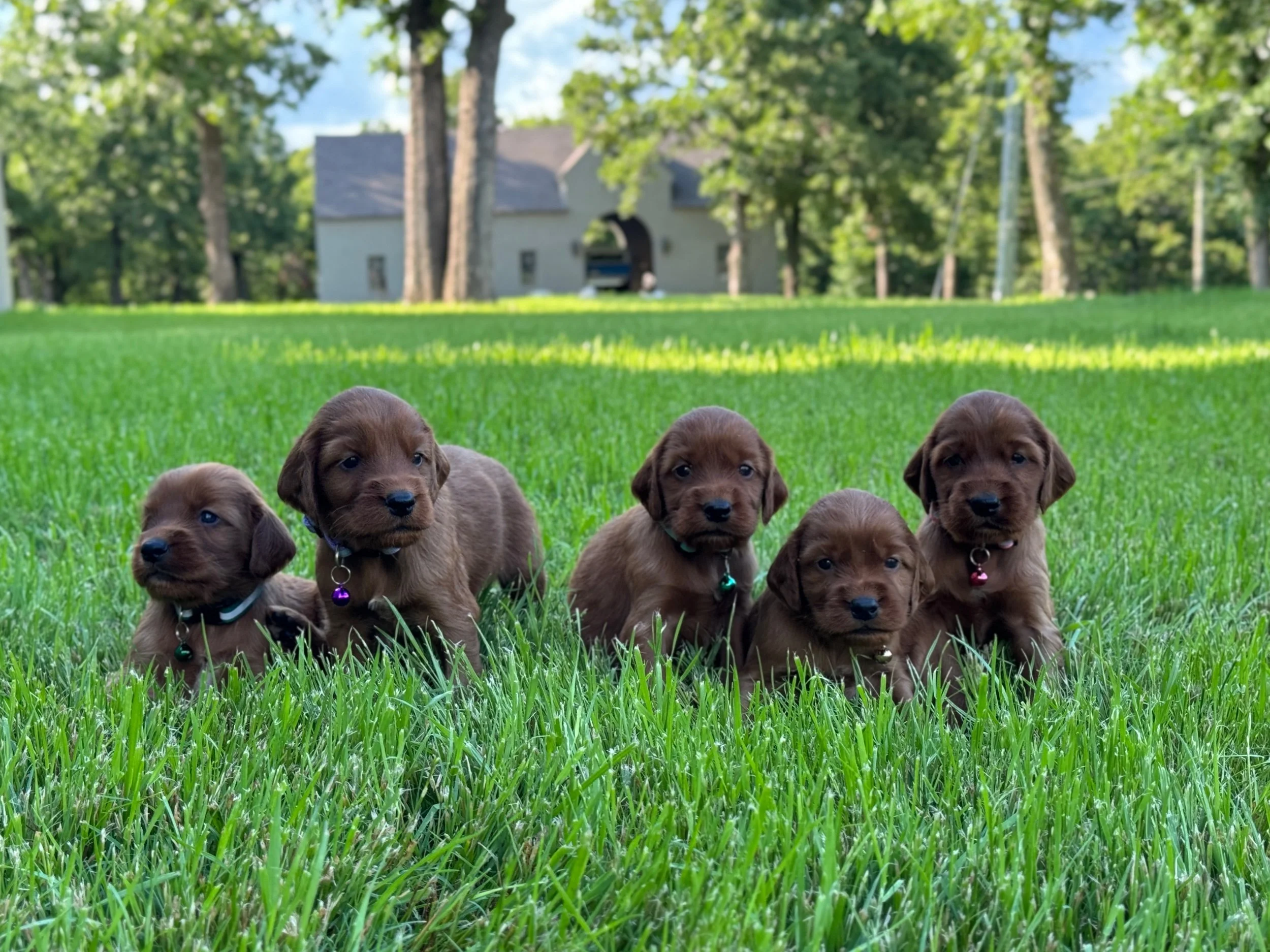 Puppies — Stoneshire Irish Setters