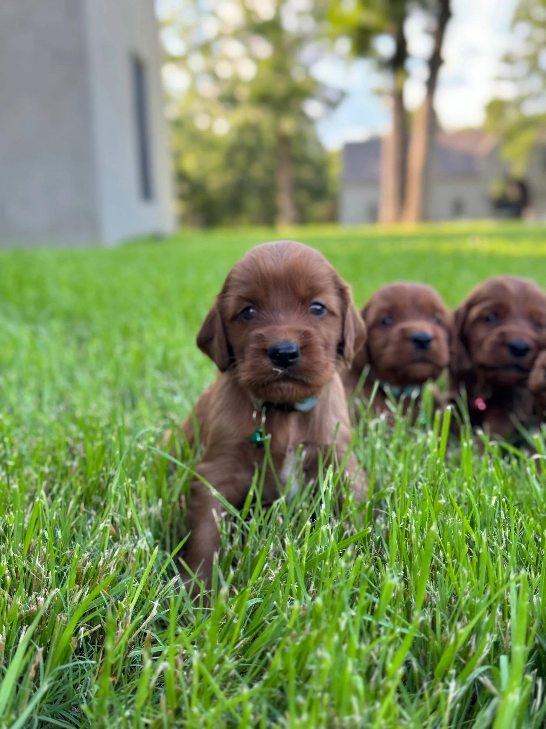 Puppies — Stoneshire Irish Setters