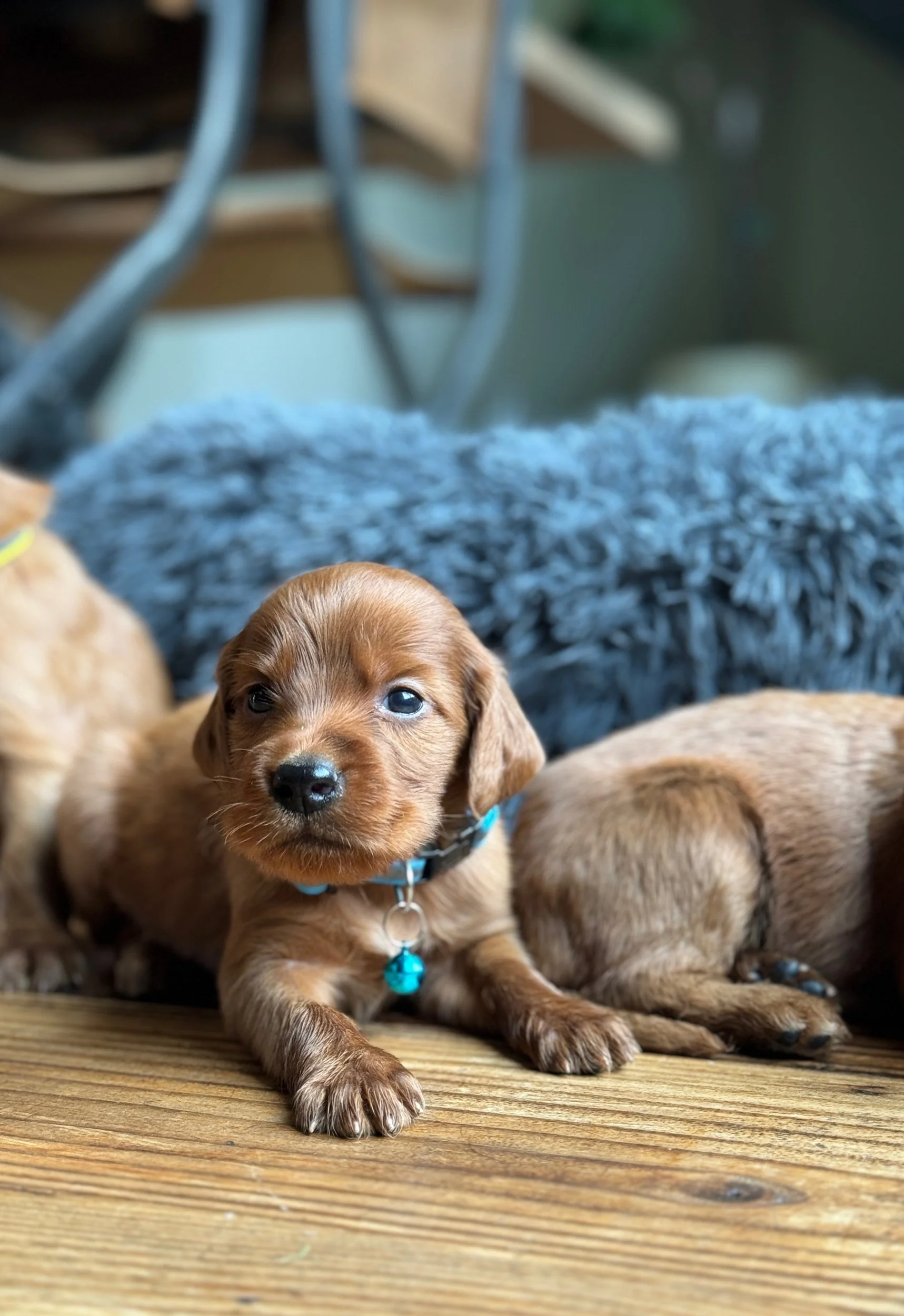 Puppies — Stoneshire Irish Setters