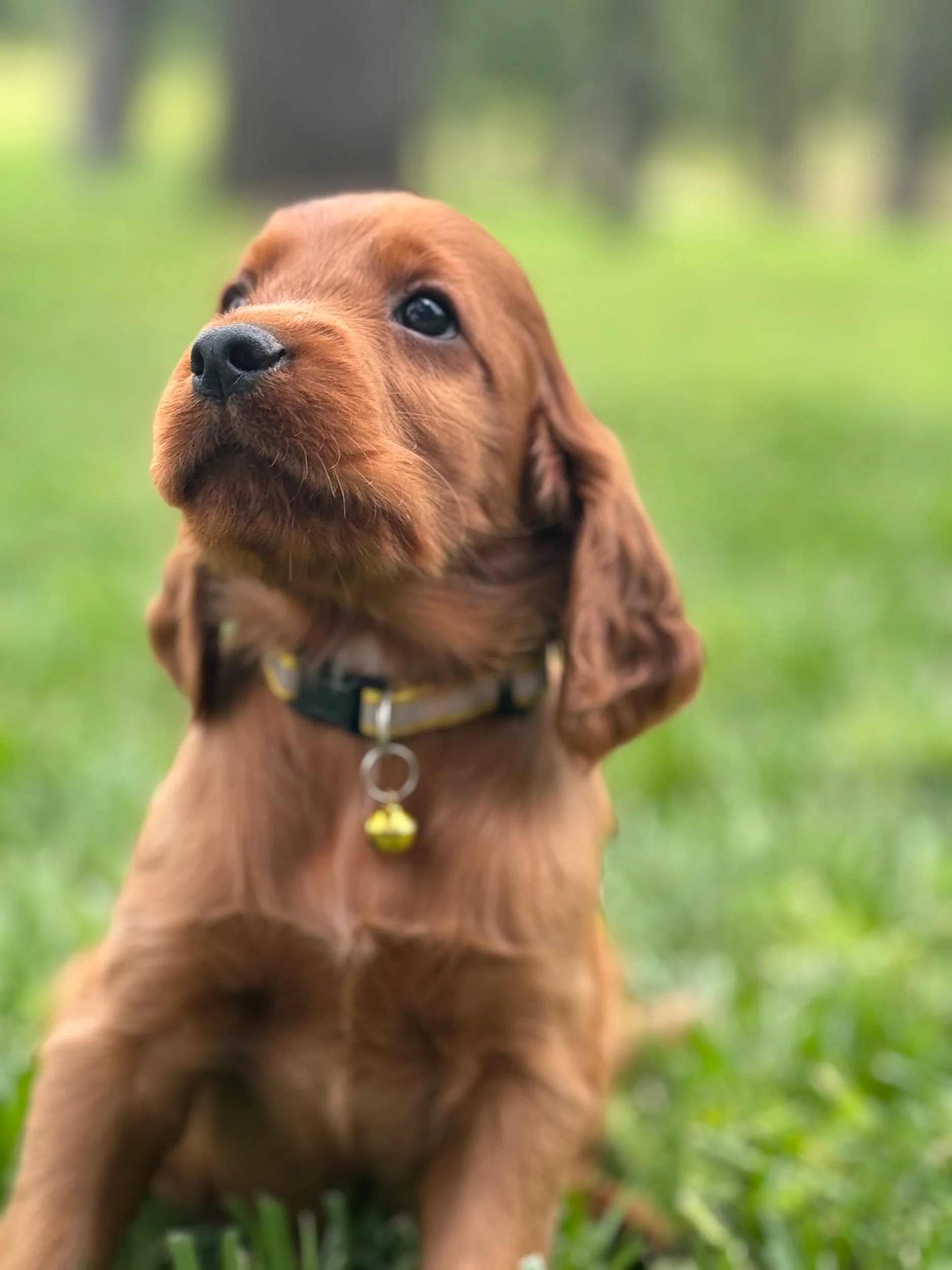 Puppies — Stoneshire Irish Setters