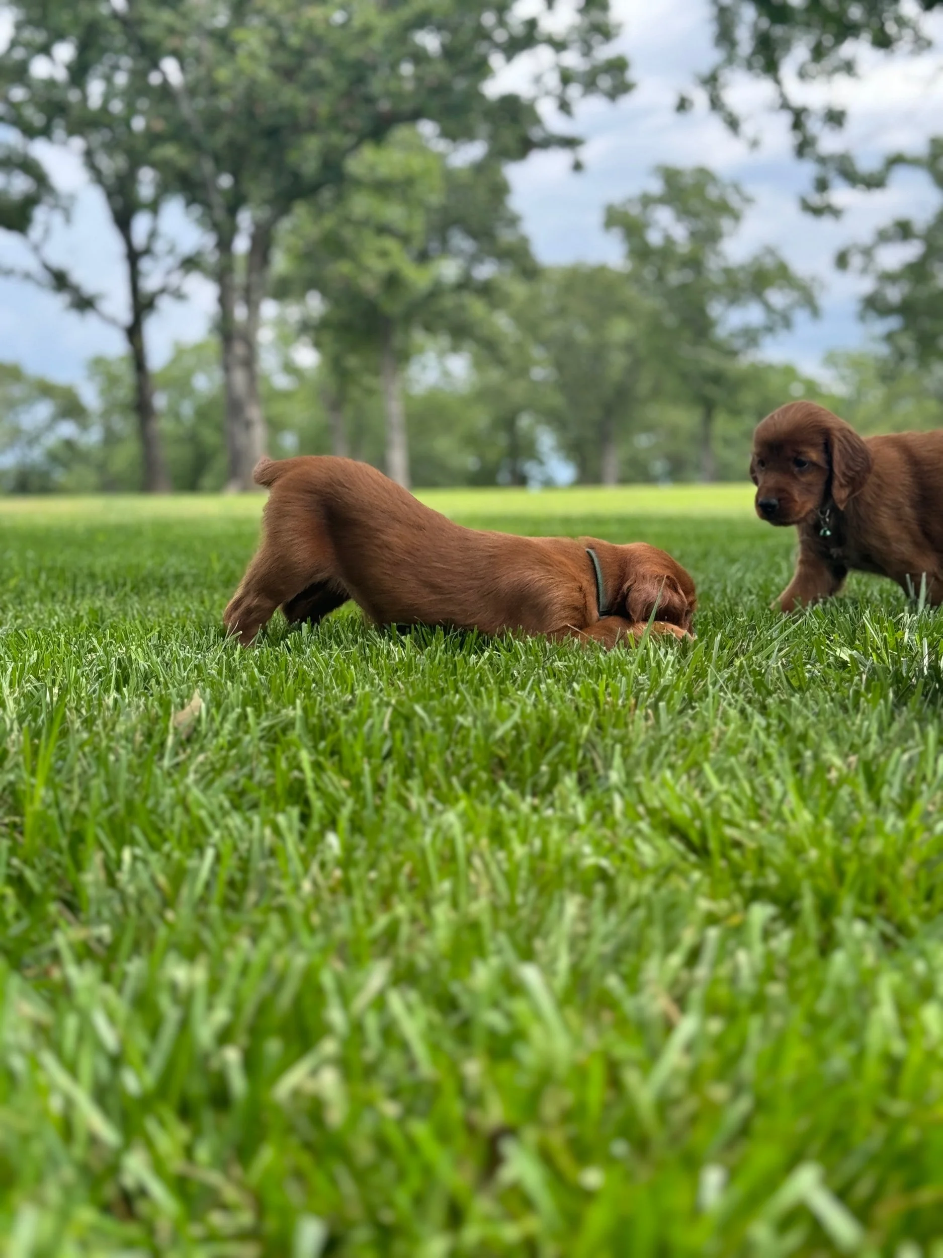 Puppies — Stoneshire Irish Setters