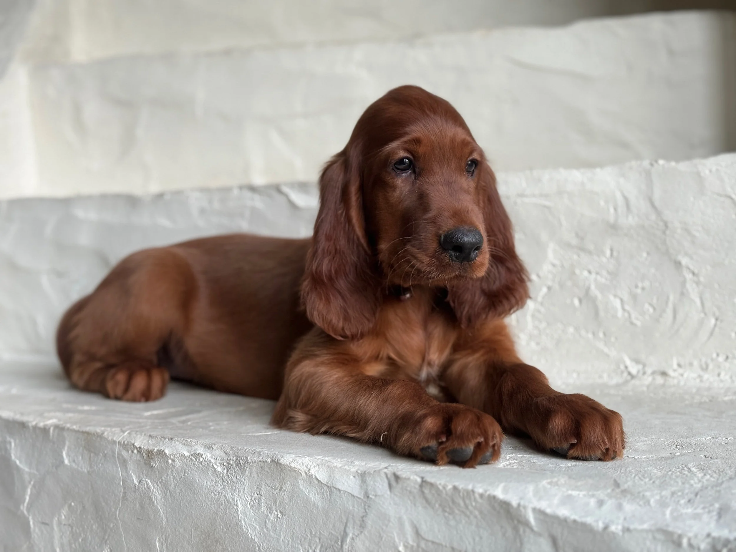 Puppies — Stoneshire Irish Setters