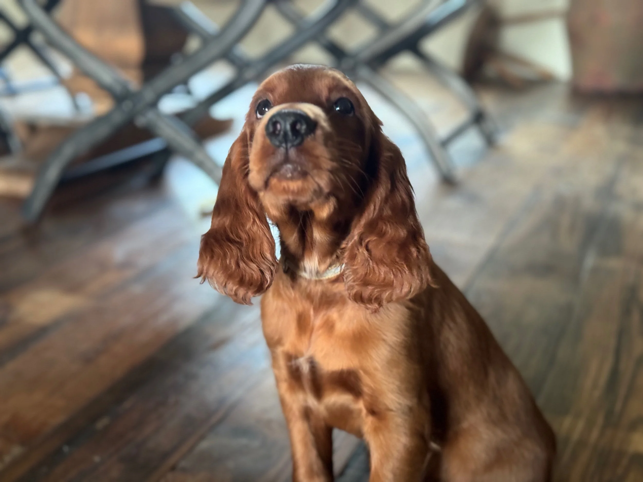 Puppies — Stoneshire Irish Setters