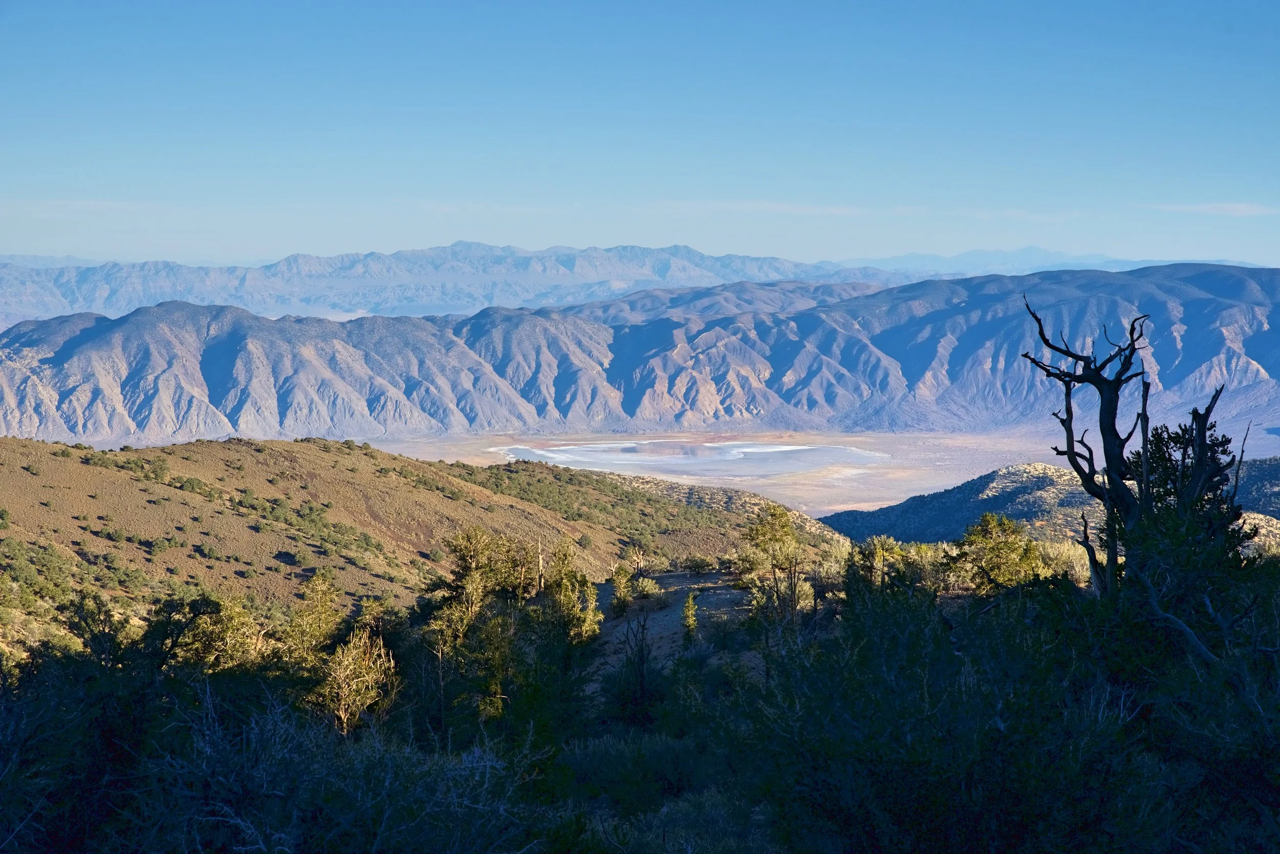 In Search of the Methuselah Tree: Visiting the Ancient Bristlecone Pine ...