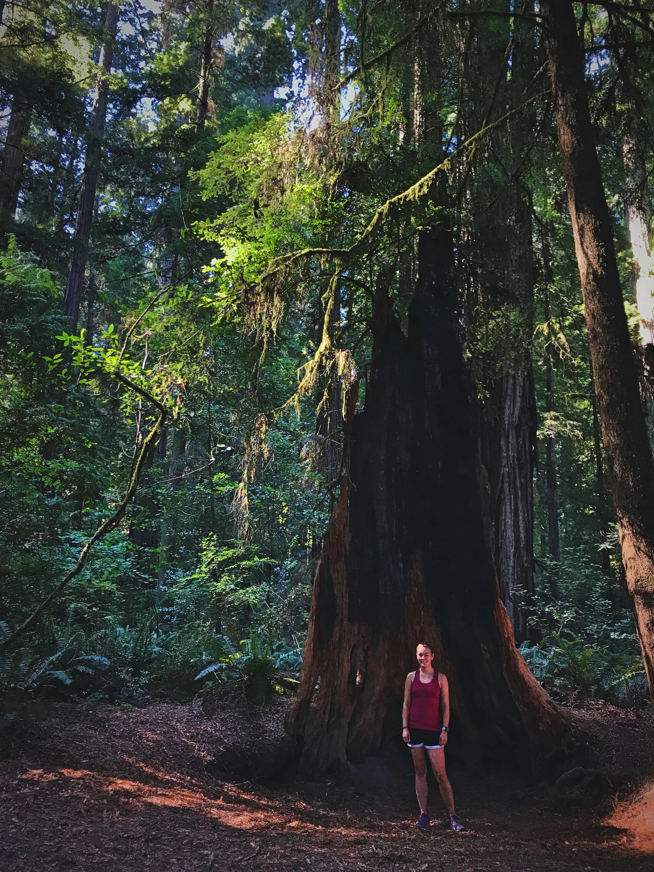 Wandering through the World’s Tallest Trees: Exploring the Redwood ...