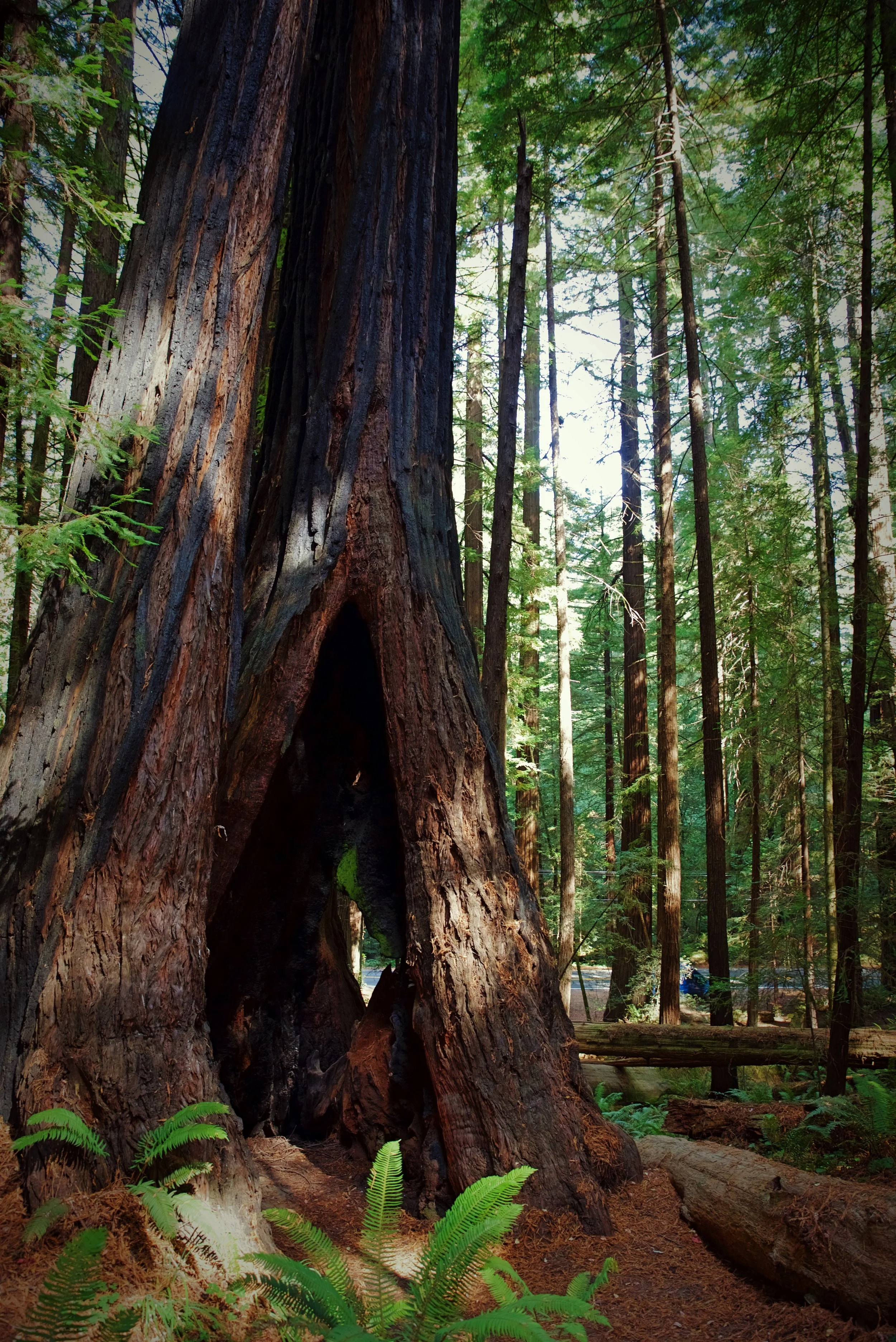 Wandering through the World’s Tallest Trees: Exploring the Redwood ...