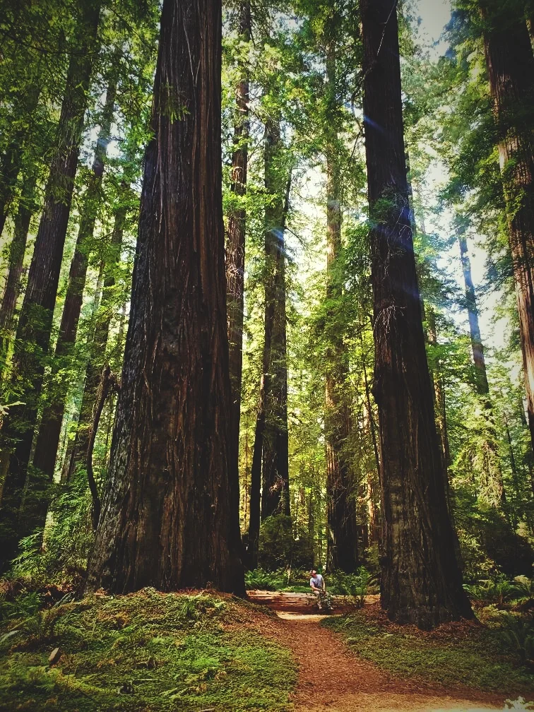 Wandering through the World’s Tallest Trees: Exploring the Redwood ...