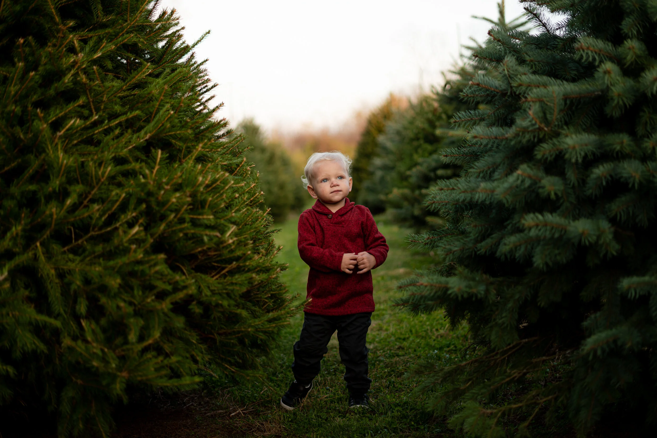 Tree Farm Mini Sessions in Buffalo NY — Wandering Buffalo Photography ...