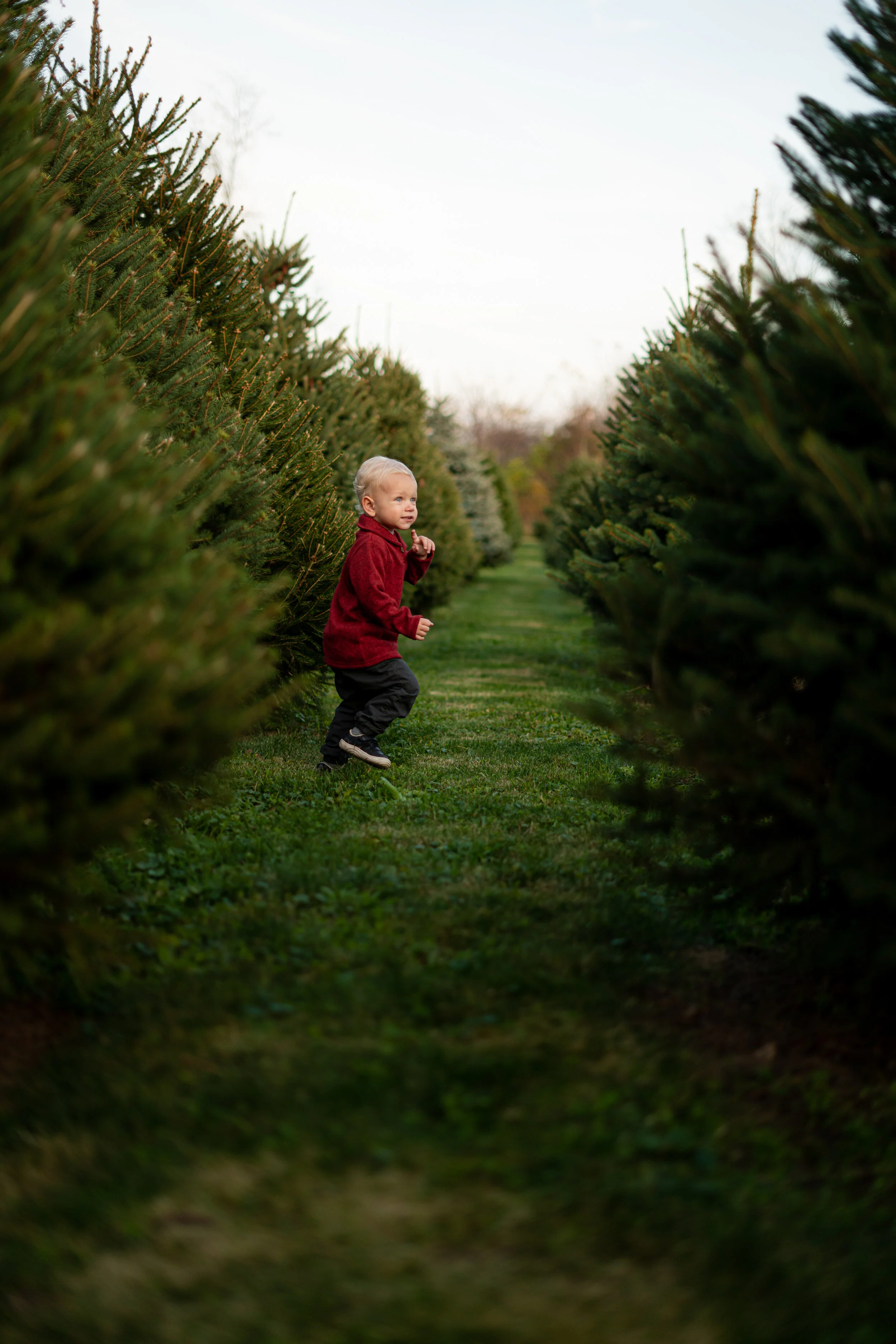 Tree Farm Mini Sessions in Buffalo NY — Wandering Buffalo Photography ...