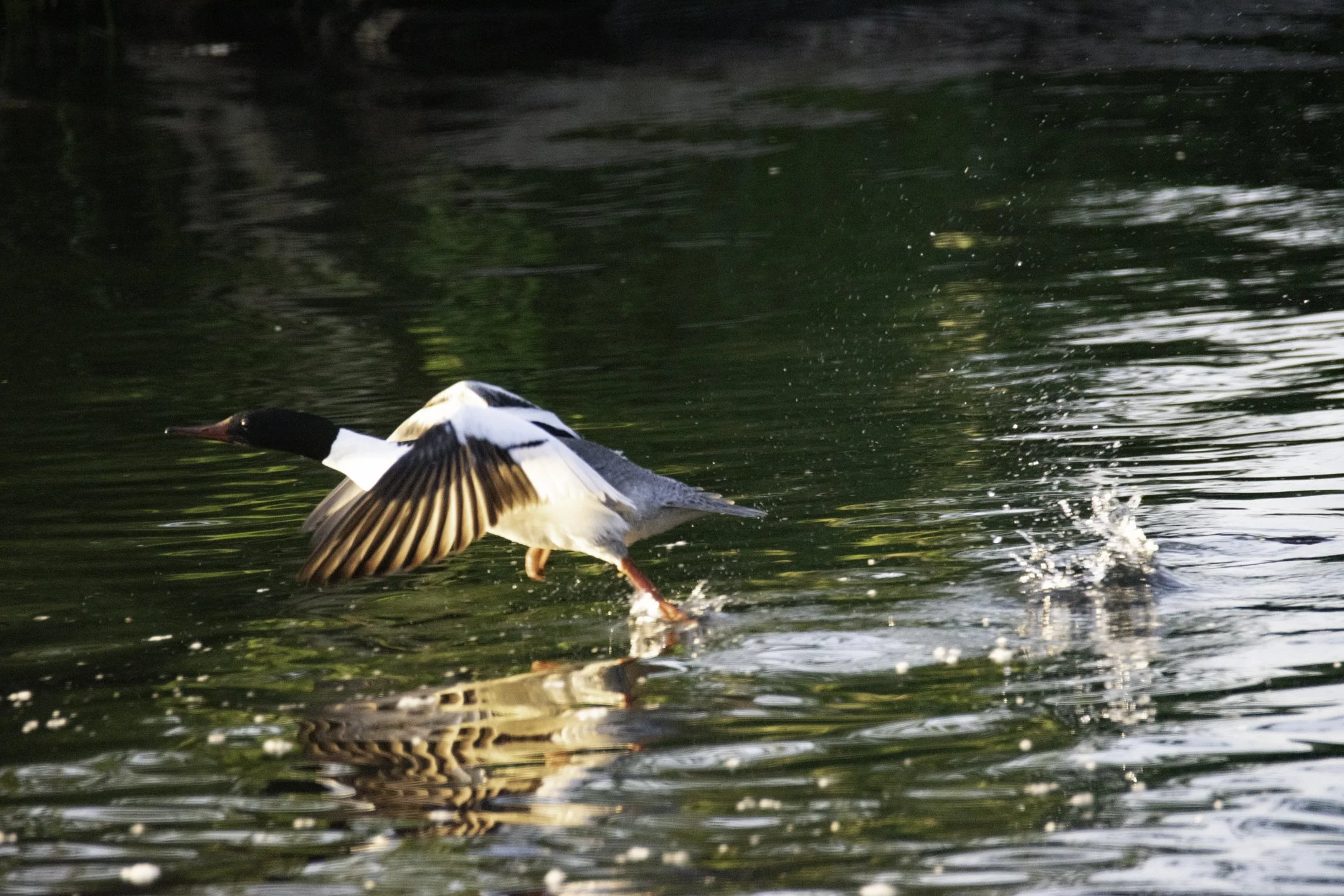 Summer Photo Contest 2023 — Friends of Lake Sammamish State Park ...