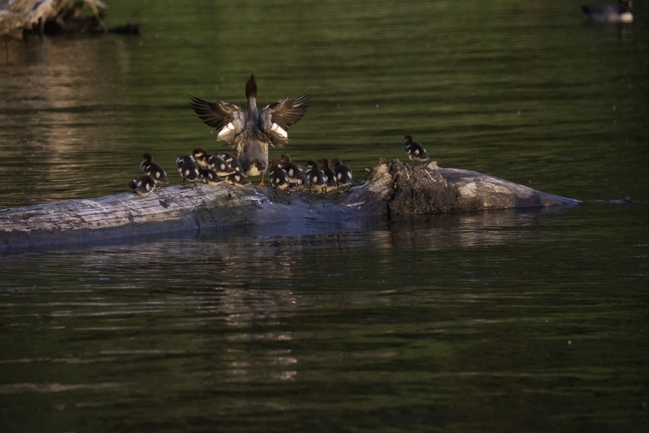 Summer Photo Contest 2023 — Friends of Lake Sammamish State Park ...