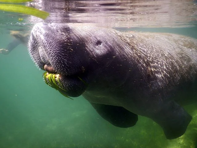 Manatee Fun: Private & Premium Houseboat Manatee Tour in Crystal River, FL