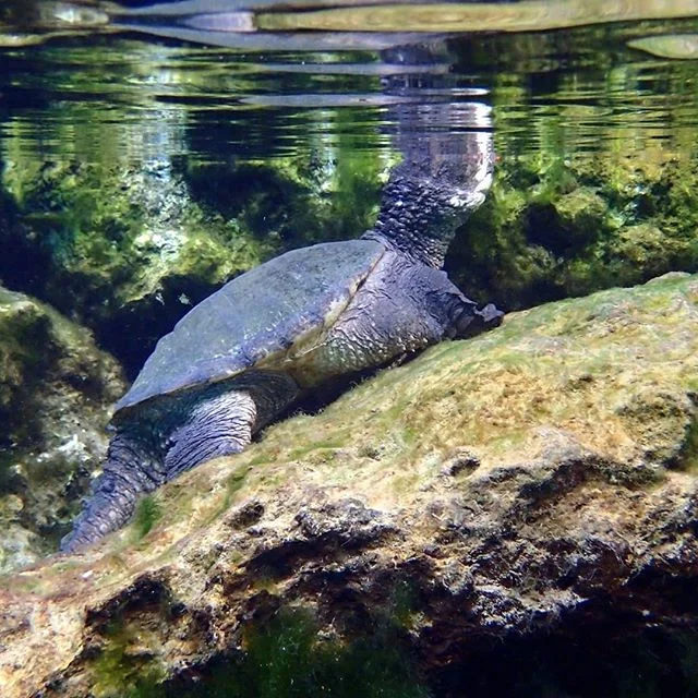 Manatee Fun: Private & Premium Houseboat Manatee Tour in Crystal River, FL