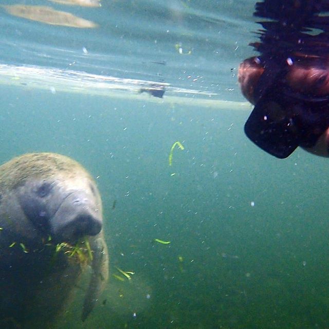 Manatee Fun: Private & Premium Houseboat Manatee Tour in Crystal River, FL