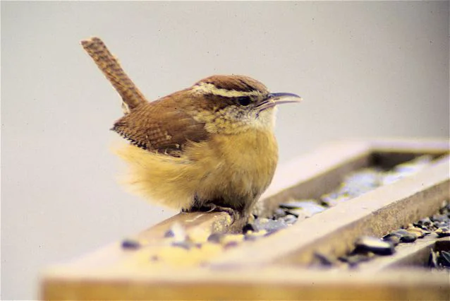 Audubon Climate Change Report — T. Gilbert Pearson Audubon Society